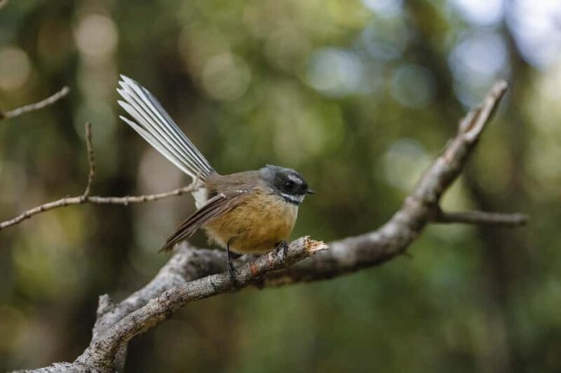 Franz Josef: Half-Day Guided Tour to Okarito - Who Should Consider This Tour?