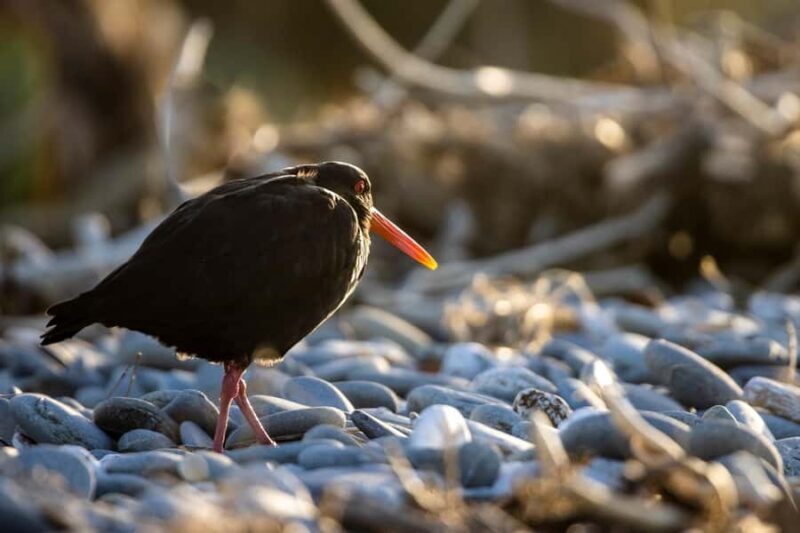 Franz Josef: Half-Day Guided Tour to Okarito - Frequently Asked Questions