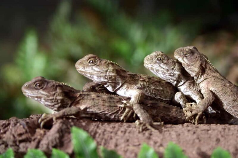 Franz Josef: Kiwi VIP Backstage Pass Tour -Booking Essential - Key Points