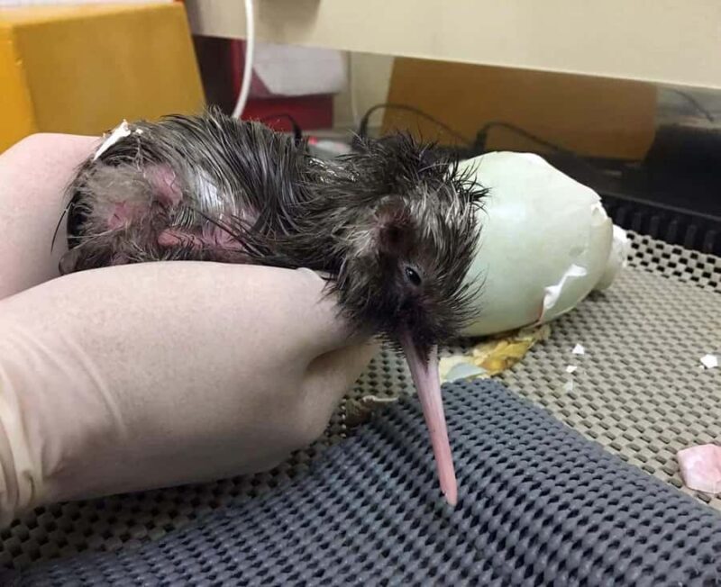 Franz Josef: Kiwi VIP Backstage Pass Tour -Booking Essential - Authentic Insights From Visitors