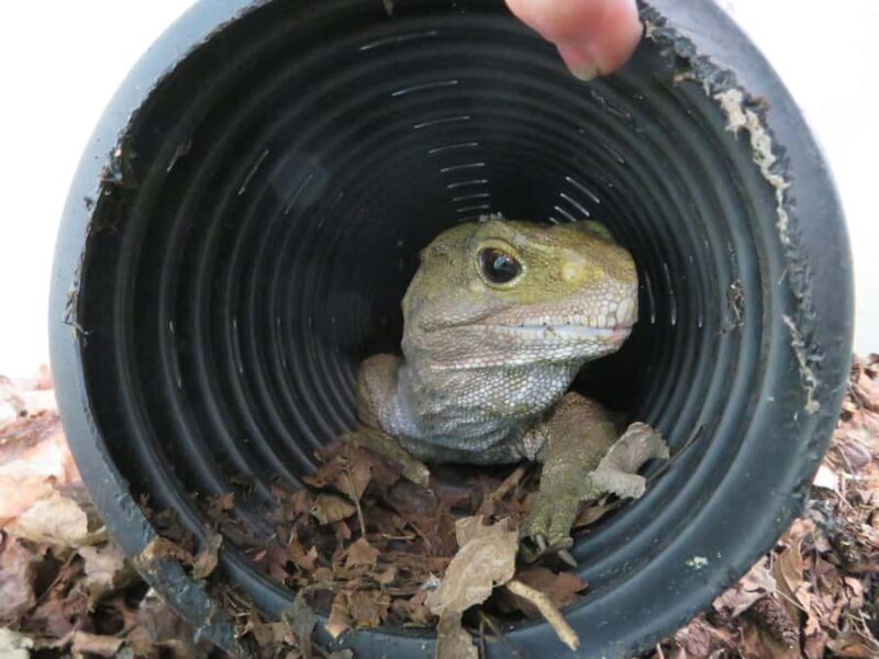 Franz Josef: Kiwi VIP Backstage Pass Tour -Booking Essential - Why This Tour Is Worth It