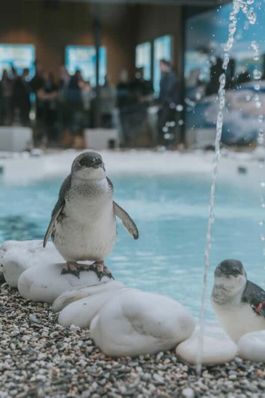Franz Josef: West Coast Wildlife Centre Entry Ticket -48 hrs - What to Expect from Your Visit
