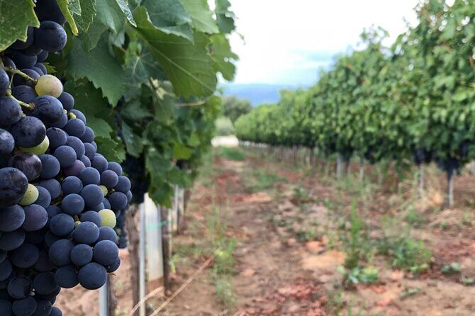 Frascati Day Tour: Road from Rome with Wine Tasting & Lunch - Final Words