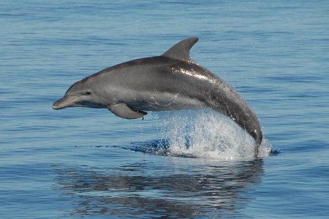Fraser Island & Dolphin Sailing Adventure - The Experience Counts: What Travelers Say
