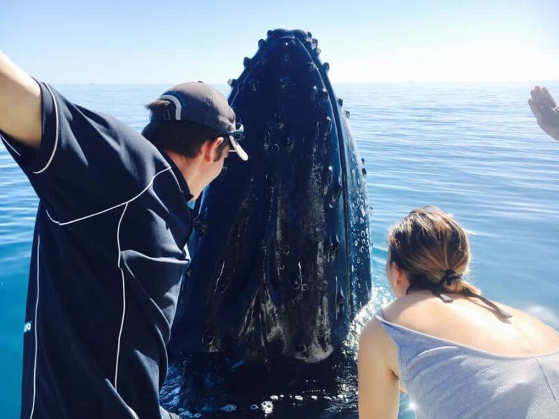 Fraser Island (K'gari): Remote Island and Whale Experience - Key Points