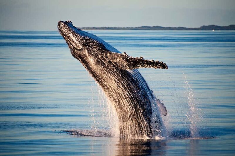 Fraser Island (K'gari): Remote Island and Whale Experience - FAQ