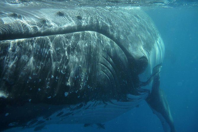 Fraser Island Whale Watch Encounter - FAQs