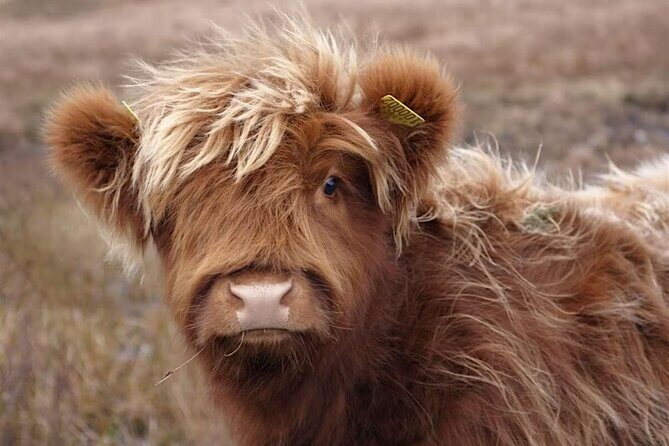 Fredericksburg Cow Cuddling - Overview of Fredericksburg Cow Cuddling