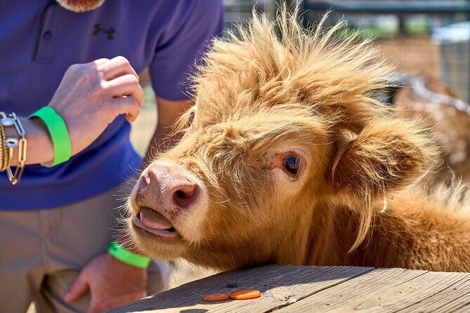 Fredericksburg Cow Cuddling - The Experience: What Visitors Say