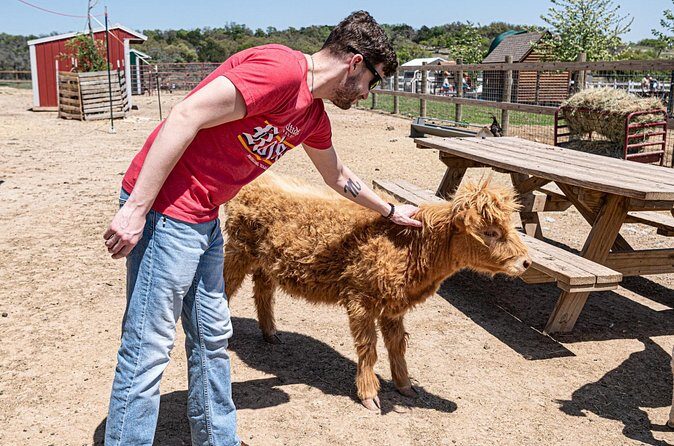 Fredericksburg Cow Cuddling - Why It’s Worth Considering