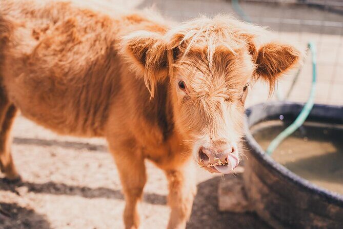 Fredericksburg Cow Cuddling - The Sum Up: Who Will Love This Experience