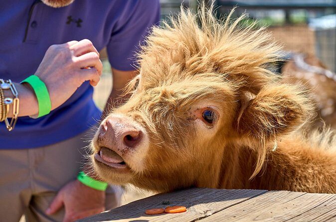 Fredericksburg Cow Cuddling - FAQ