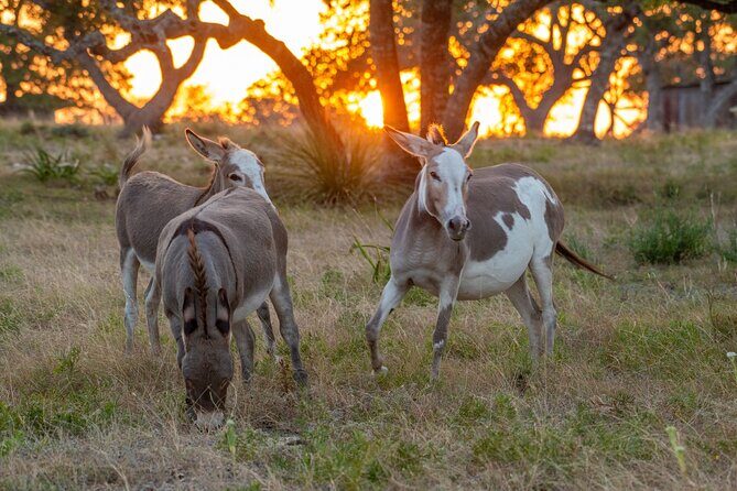 Fredericksburg Safari Tour With Wine Tasting - What the Experience Entails