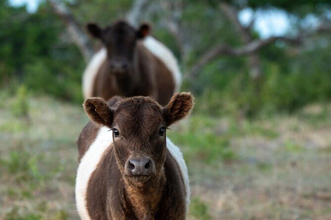 Fredericksburg Safari Tour With Wine Tasting - Who Should Consider This Tour?