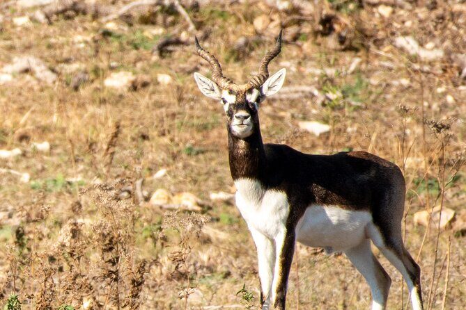 Fredericksburg Safari Tour With Wine Tasting - FAQ