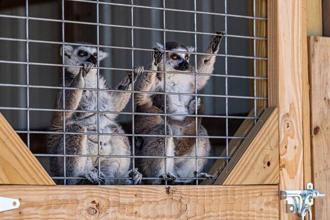 Fredericksburg Safari Tour Without Wine Tasting - In Summary