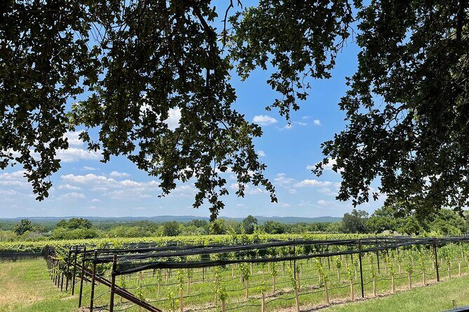 Fredericksburg Texas Area Wine Tastings: 3 Wineries and Lunch - Key Points