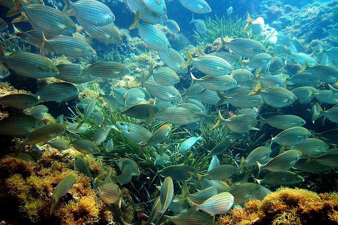 French Riviera Villefranche Bay Snorkeling Tour from Nice - Final Thoughts