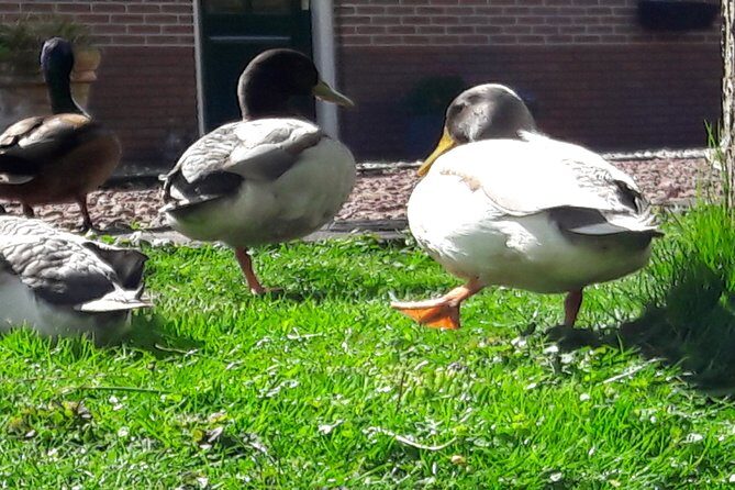Fresh nose tour with the canoe through the nature near Amsterdam - The Sum Up: Is This Tour for You?