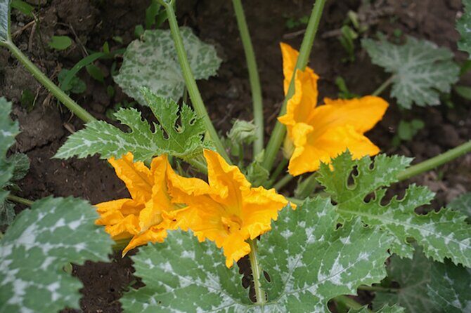 Fresh pasta with a view near Asti  Langhe, Roero, Monferrato - Final Thoughts