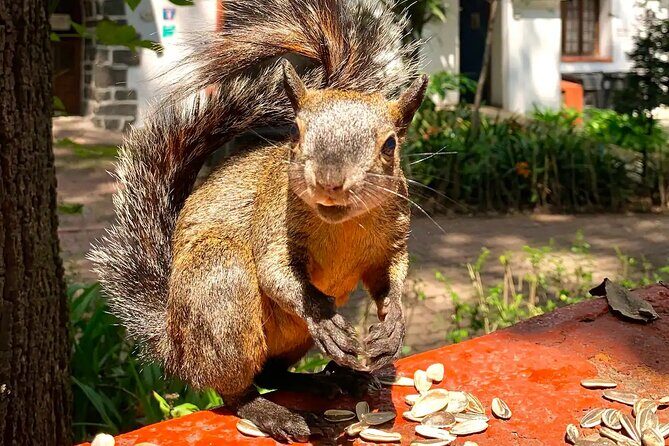 Frida Kahlo VIP-Walk, Market and Churros Museum Tickets Included - The Role of the Guides and Traveler Feedback