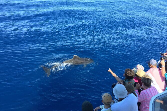 Friendly discovery of Scandola Calanques de Piana and meal stop at Girolata - Key Points