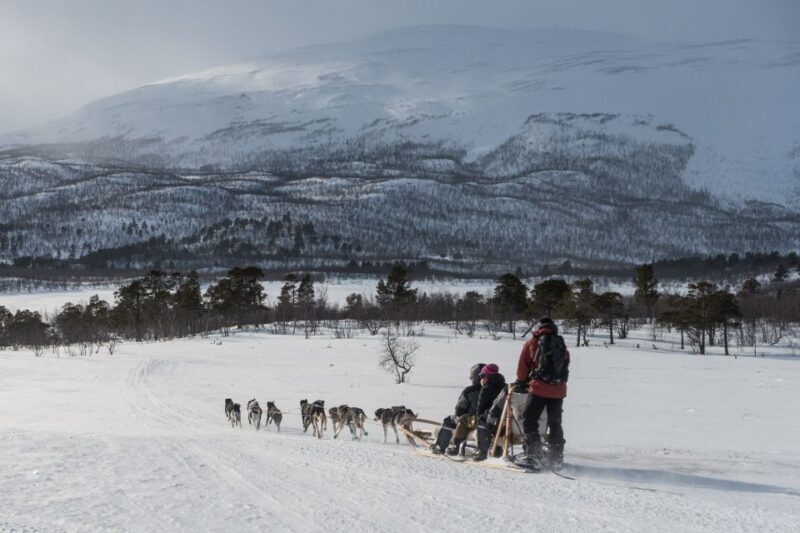 From Abisko: Dog Sledding Excursion to Kiruna with Fika - From Abisko: Dog Sledding Excursion to Kiruna with Fika – A Detailed Review