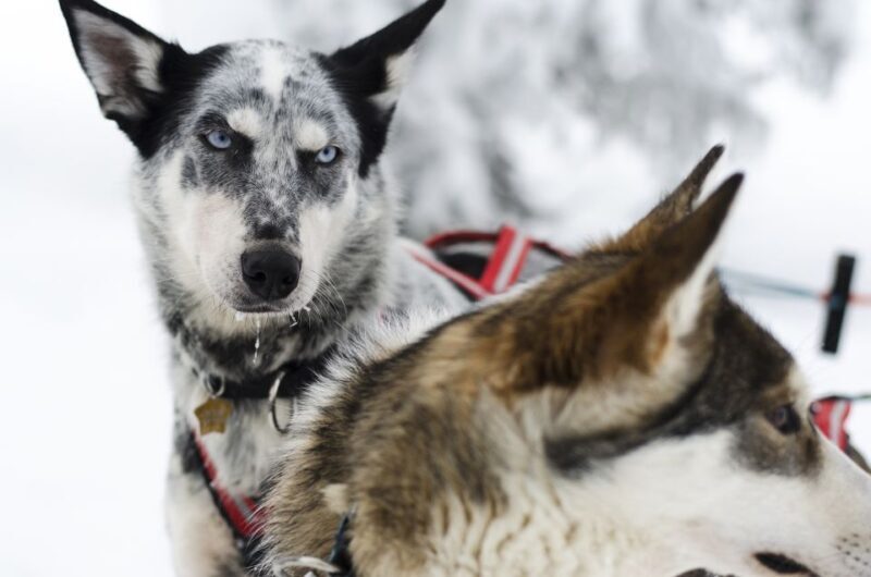 From Abisko: Dog Sledding Excursion to Kiruna with Fika - What Makes This Tour Stand Out?