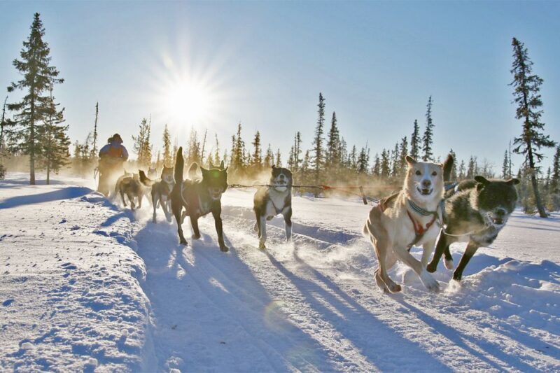 From Abisko: Dog Sledding Excursion to Kiruna with Fika - Analyzing the Value