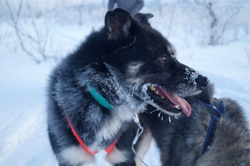 From Abisko: Dog Sledding Excursion to Kiruna with Fika - Practical Tips for Booking and Enjoyment