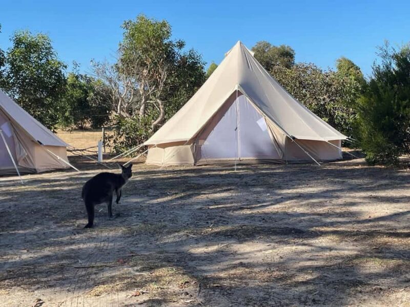 From Adelaide: Kangaroo Island Epic 2-Day Small Group Tour - The Value of This Tour