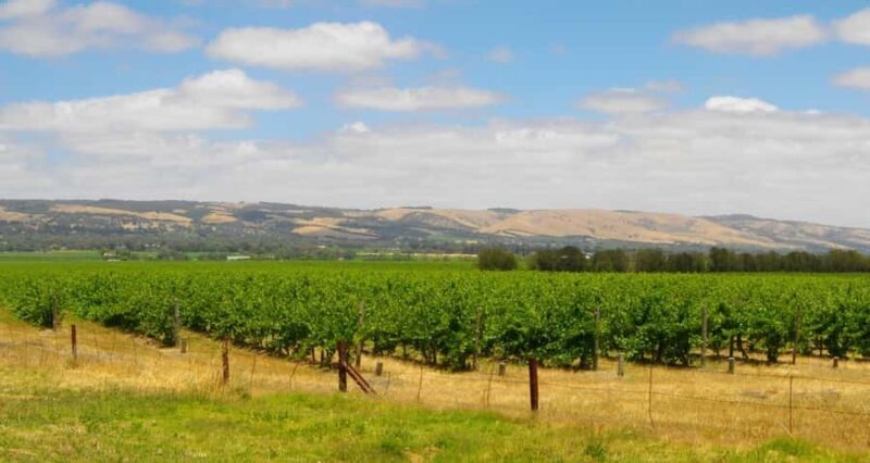From Adelaide: McLaren Vale Winery Tour with Hahndorf Stop - A Deep Dive into the Tour Experience