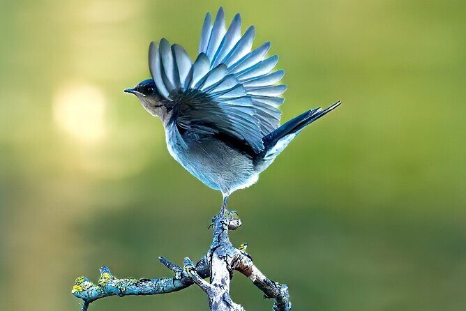 From Adelaide: Ultimate SA Birding & Nature Discovery Tour - Introduction: What to Expect from the Ultimate SA Birding & Nature Discovery Tour