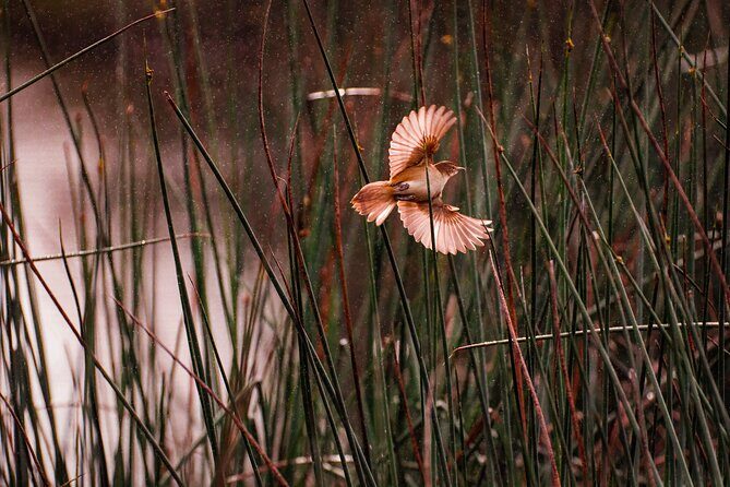 From Adelaide: Ultimate SA Birding & Nature Discovery Tour - Key Points