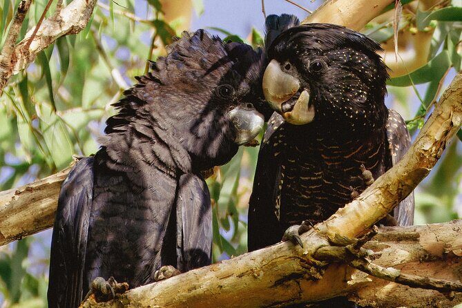 From Adelaide: Ultimate SA Birding & Nature Discovery Tour - FAQs