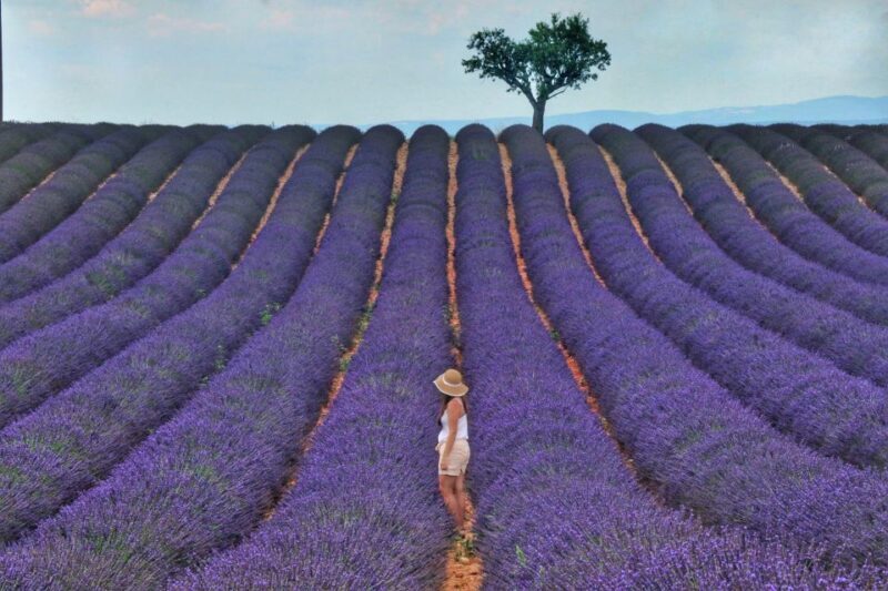 From Aix: Day Trip to Valensole Lavender Fields in Provence - Introduction to the Tour Experience  