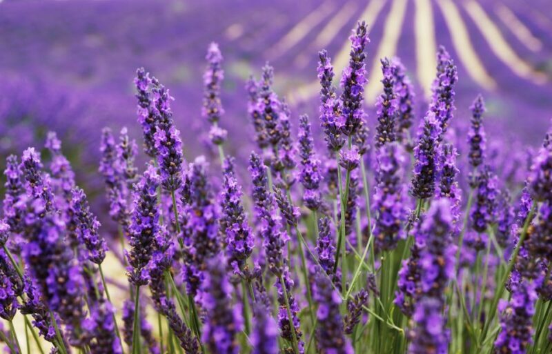From Aix: Day Trip to Valensole Lavender Fields in Provence - In-Depth Breakdown of the Tour Itinerary  