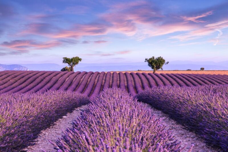 From Aix: Day Trip to Valensole Lavender Fields in Provence - What Travelers Should Know  