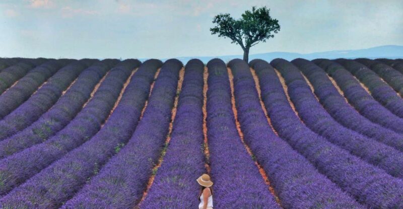 From Aix: Day Trip to Valensole Lavender Fields in Provence - FAQ  