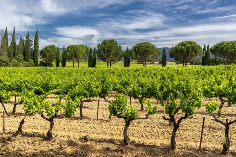 From Aix-en-Provence: Half-Day Wine Tour - Final Thoughts
