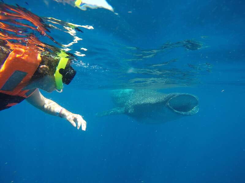 From Akumal: Whale Shark Tour - Key Points