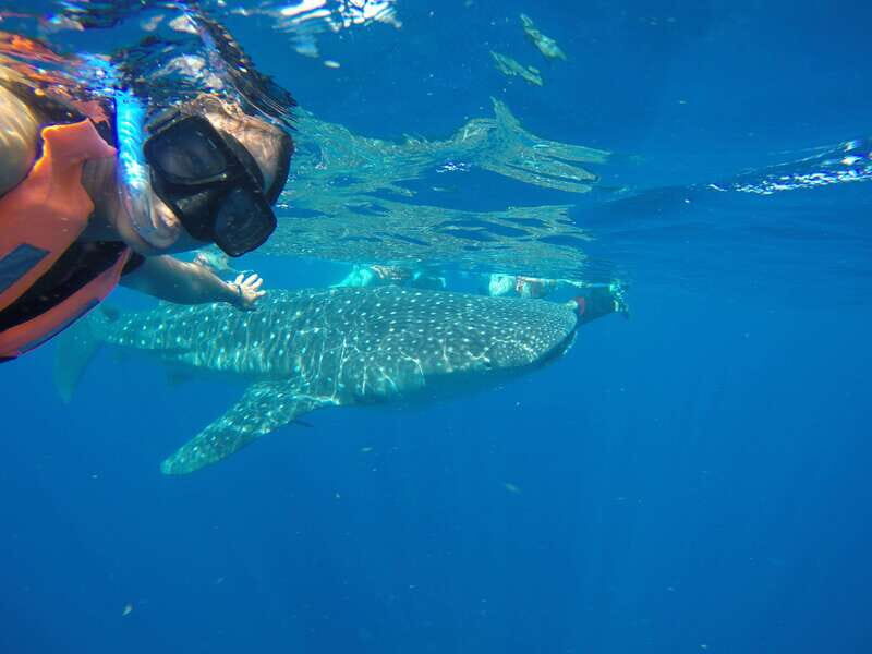 From Akumal: Whale Shark Tour - The Itinerary in Detail