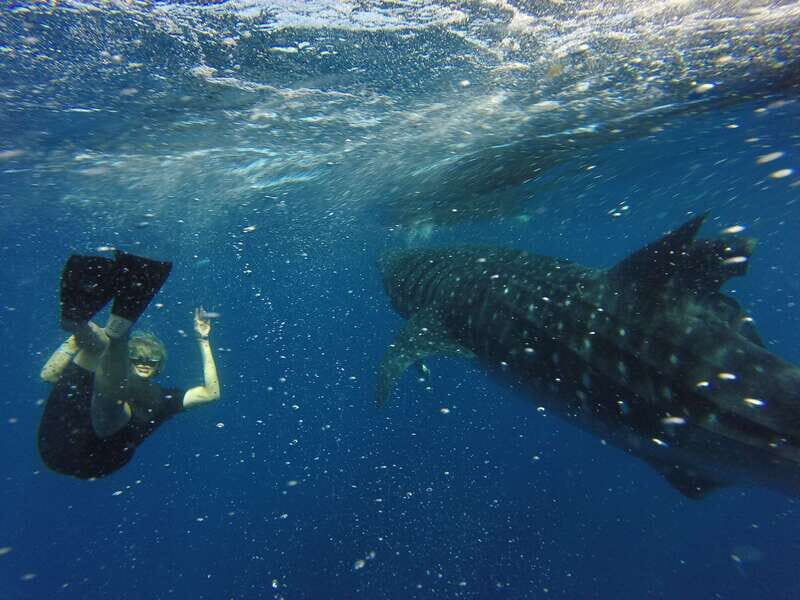 From Akumal: Whale Shark Tour - Practical Considerations & Tips