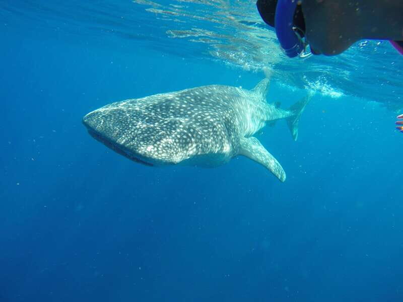 From Akumal: Whale Shark Tour - Authentic Experiences from Past Participants