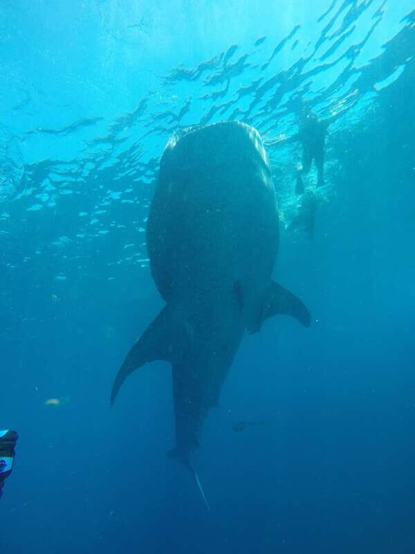 From Akumal: Whale Shark Tour - Final Thoughts