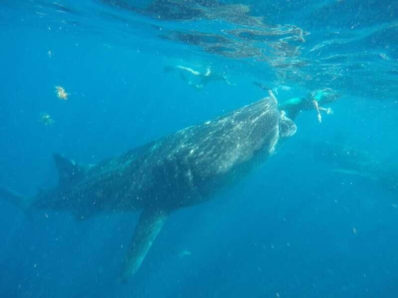 From Akumal: Whale Shark Tour - FAQ