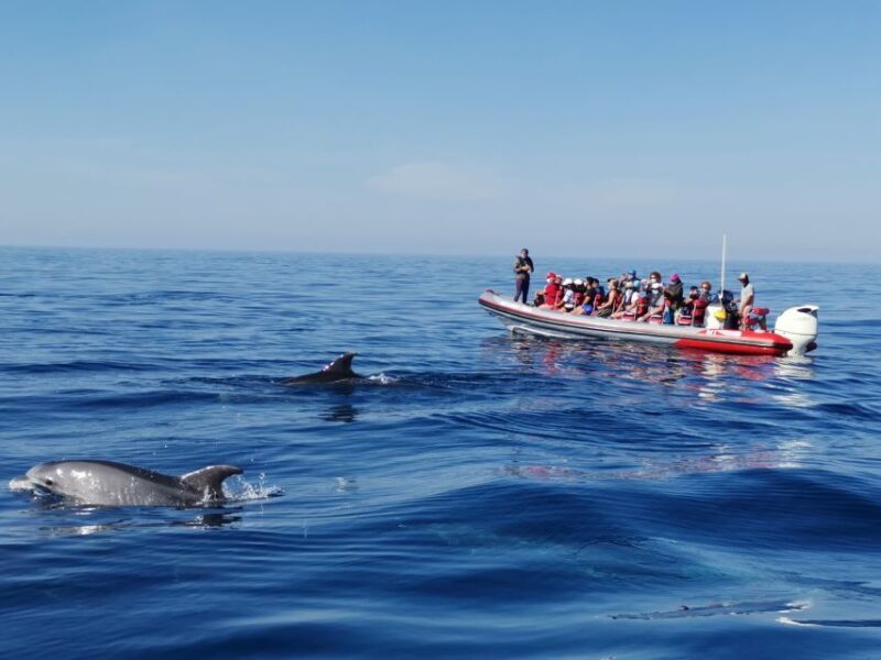 From Albufeira: Benagil Caves and Dolphins Guided Boat Tour - Why This Tour Is a Great Choice