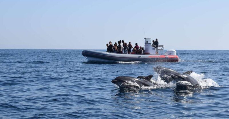 From Albufeira: Benagil Caves and Dolphins Guided Boat Tour - The Guides and the Experience