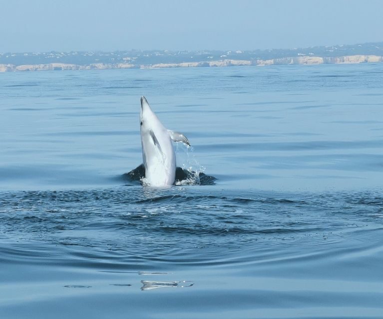 From Albufeira: Benagil Caves and Dolphins Guided Boat Tour - Value for Money