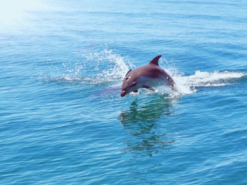 From Albufeira: Benagil Caves and Dolphins Guided Boat Tour - FAQ